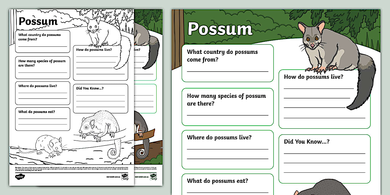 Possum Fact File Template (Teacher-Made) - Twinkl