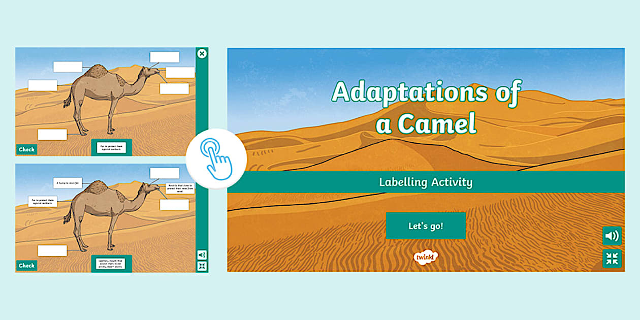 Adaptations of a Camel Interactive Labelling Activity