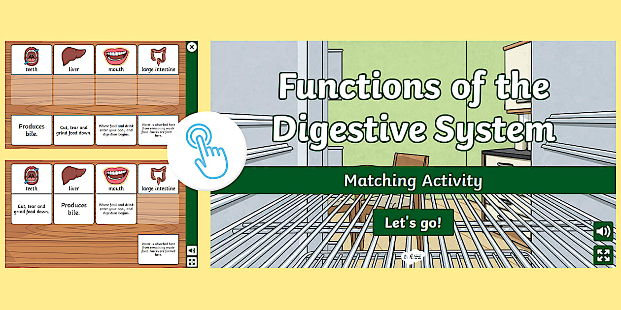 Digestive System Functions Matching Activity | Twinkl Go!