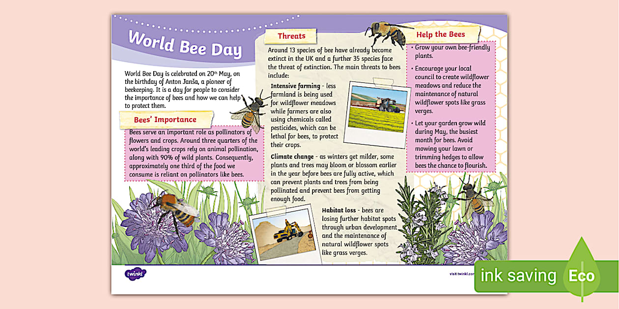 World Bee Day Facts File |Twinkl Resources| KS2| Bee Day