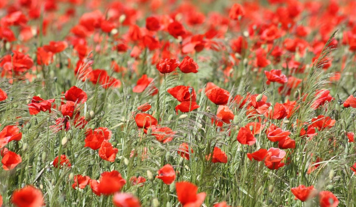 100 Years of the Poppy Appeal - Twinkl NewsRoom - Twinkl