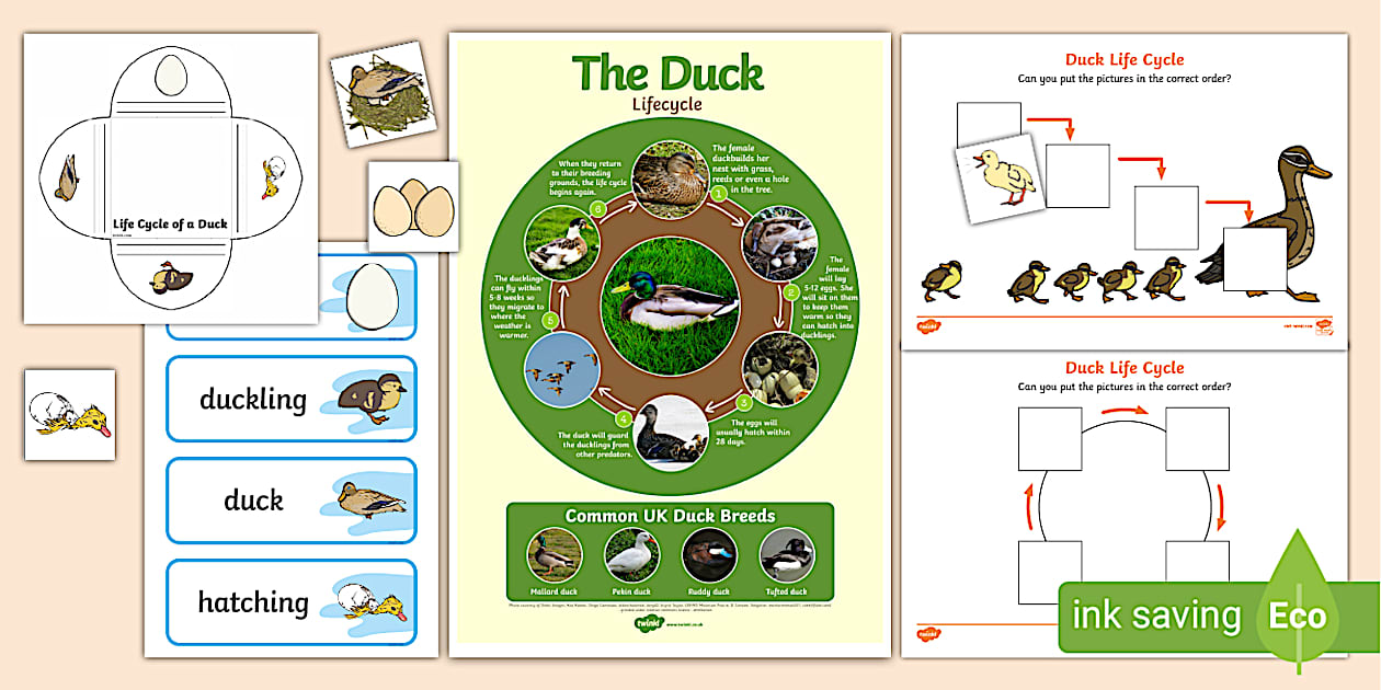 Duck Life Cycle Resource Pack (teacher made) - Twinkl