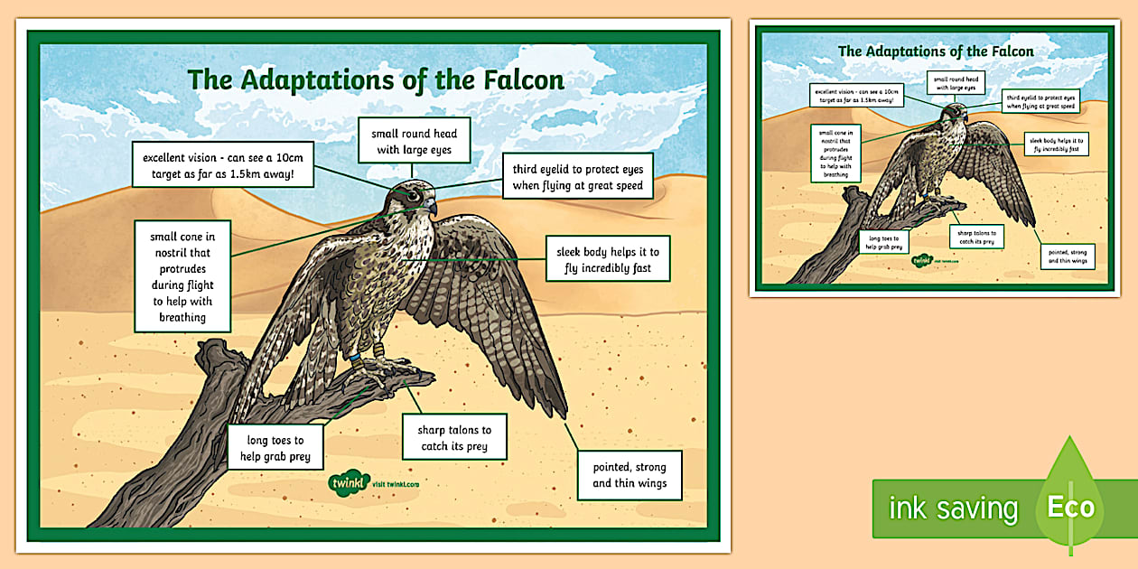 Falcon Adaptation A4 Display Poster (Teacher-Made) - Twinkl