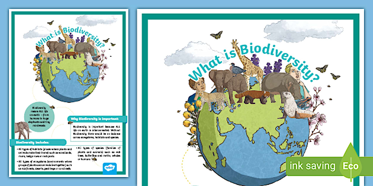 Informational Biodiversity Display Poster (teacher made)