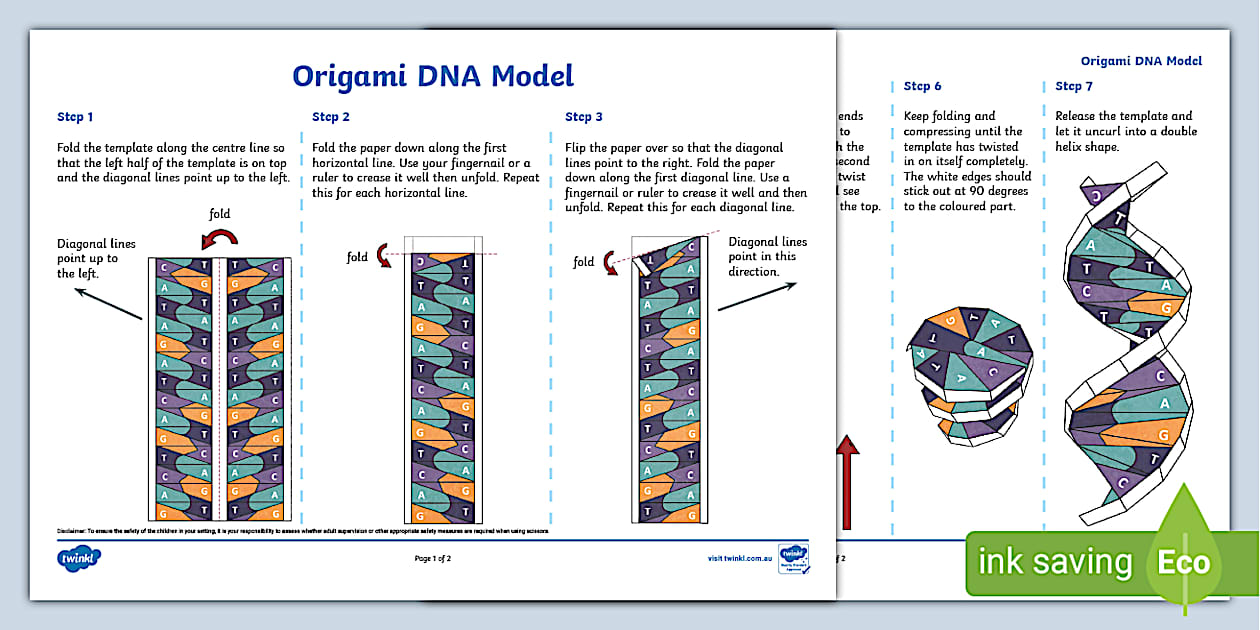 Origami DNA Craft Activity - Years 3-6 - STEM - Twinkl