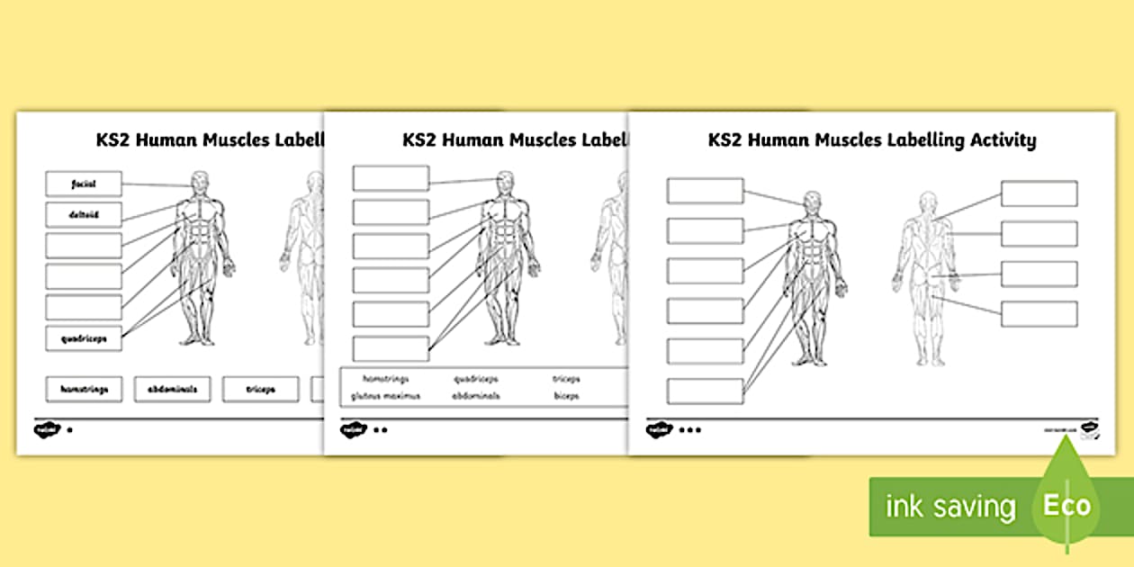 Muscle Diagram Labelling Activity | Resources | Twinkl