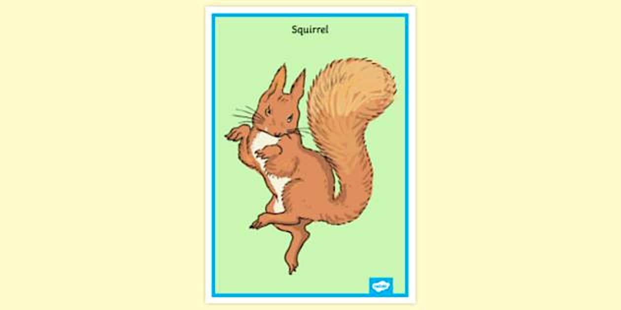 Squirrel Poster | Display Poster | Primary Resource - Twinkl