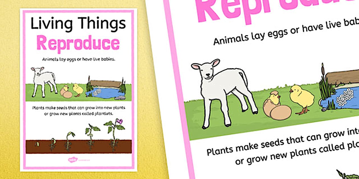 Living Things Reproduce Display Poster (teacher made)