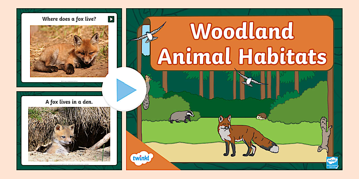 Woodland Habitat KS1 | PowerPoint | Twinkl Primary Resources