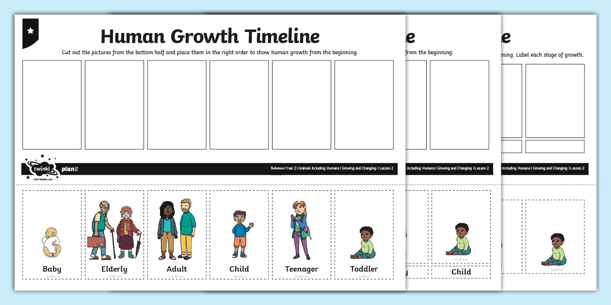 Editable Human Growth Timeline Worksheet - Twinkl
