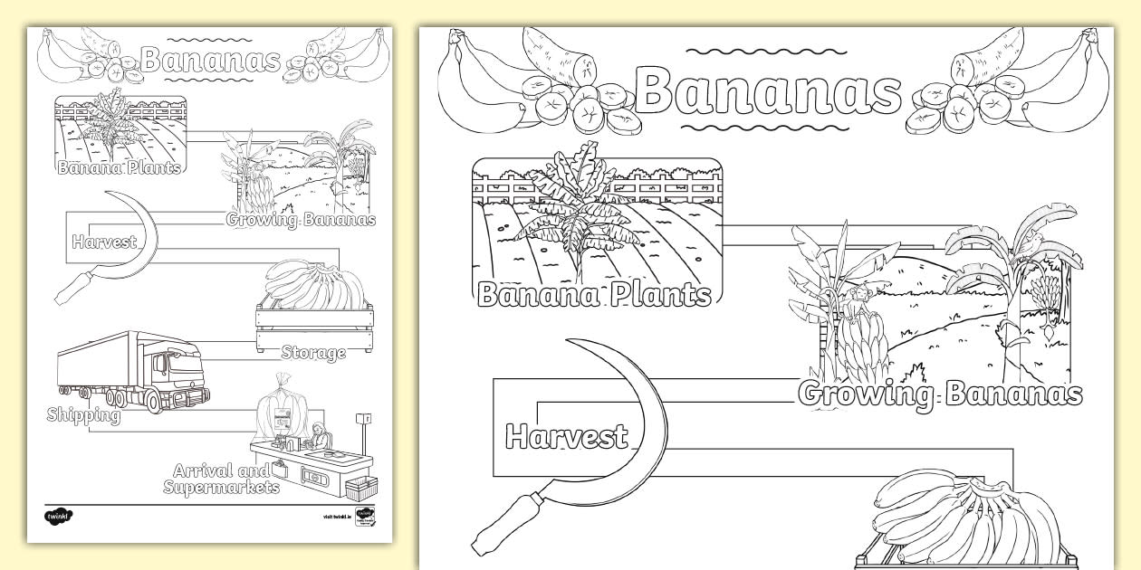 * NEW * The Journey of a Banana Colouring Sheet - Twinkl