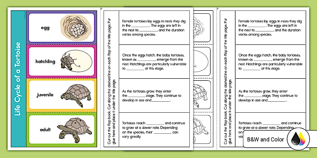 Life Cycle of a Tortoise Flap Book for K-2nd Grade - Twinkl