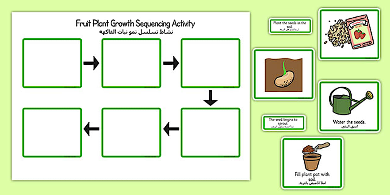 Plant Growth Sequencing Activity Arabic Translation - Twinkl