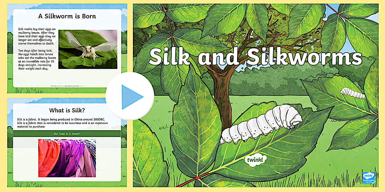 Silk and Silkworms PowerPoint (teacher made) - Twinkl