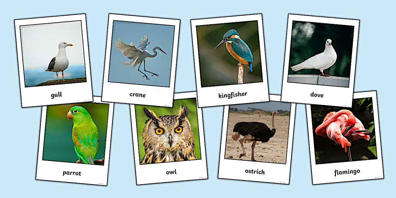 Bird Classification Instant Photo Style Display Images