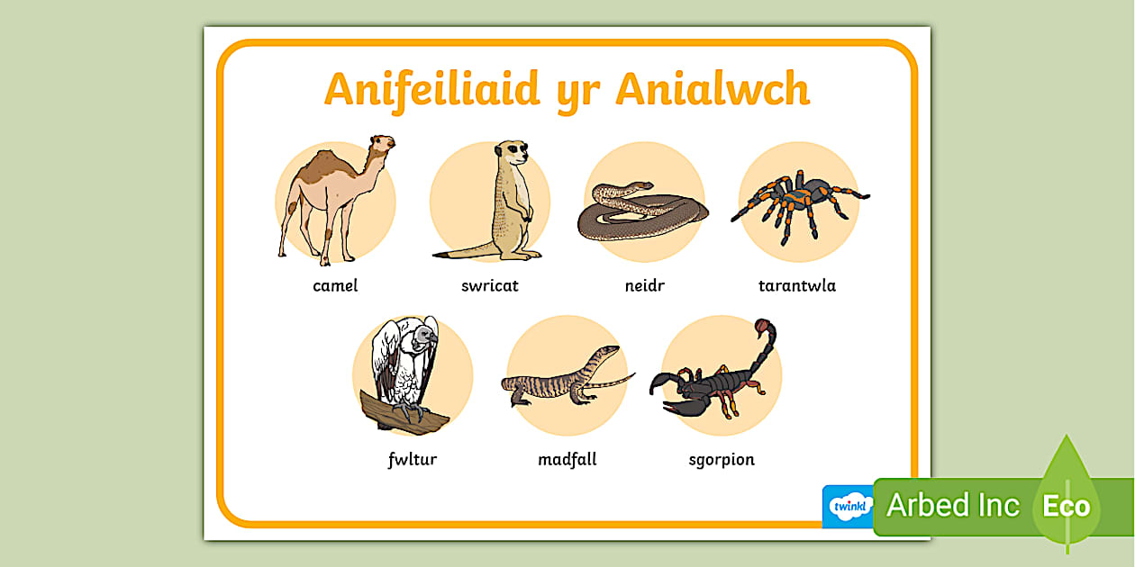 Mat Geiriau Anifeiliaid yr Anialwch (teacher made) - Twinkl