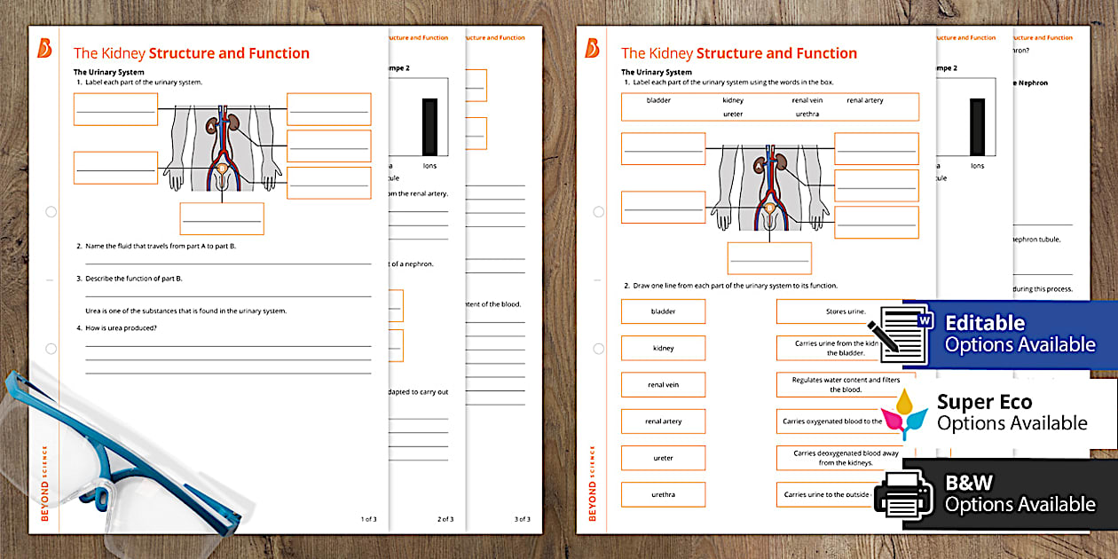 Kidney Structure and Function Worksheets | Edexcel | Beyond