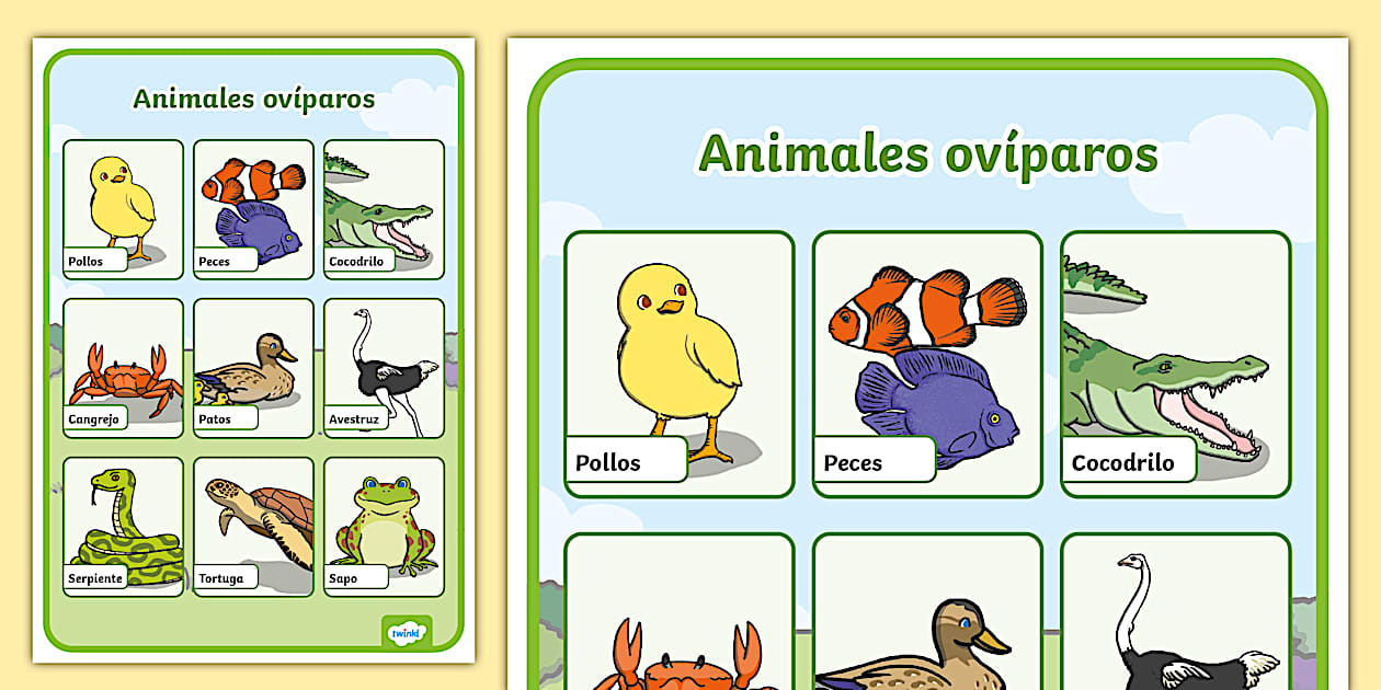 Lámina: Animales ovíparos | Materiales Educativos Twinkl