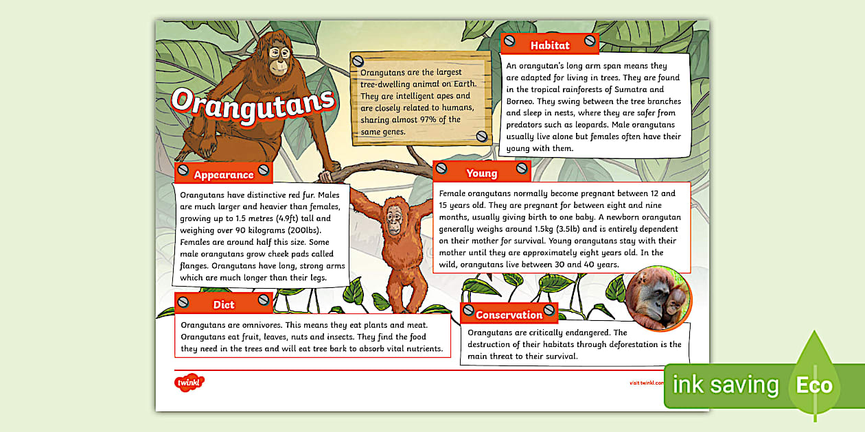 KS2 Orangutan Fact File (Teacher-Made) - Twinkl