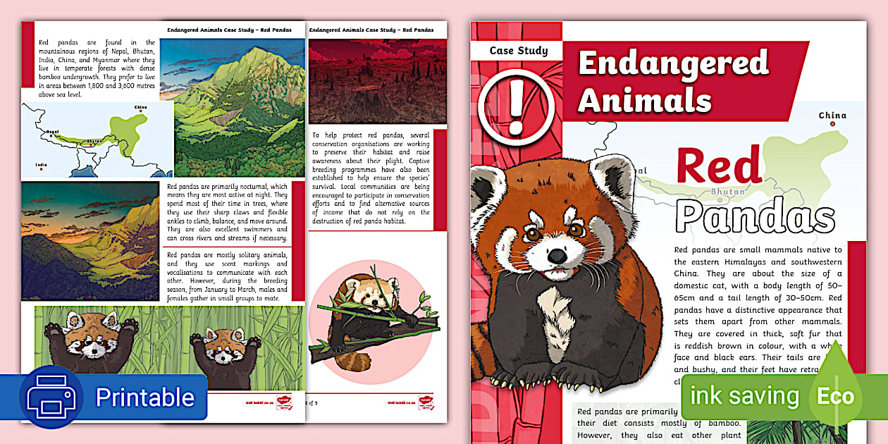 Red Pandas Case Study | Reading Comprehension | Twinkl SA