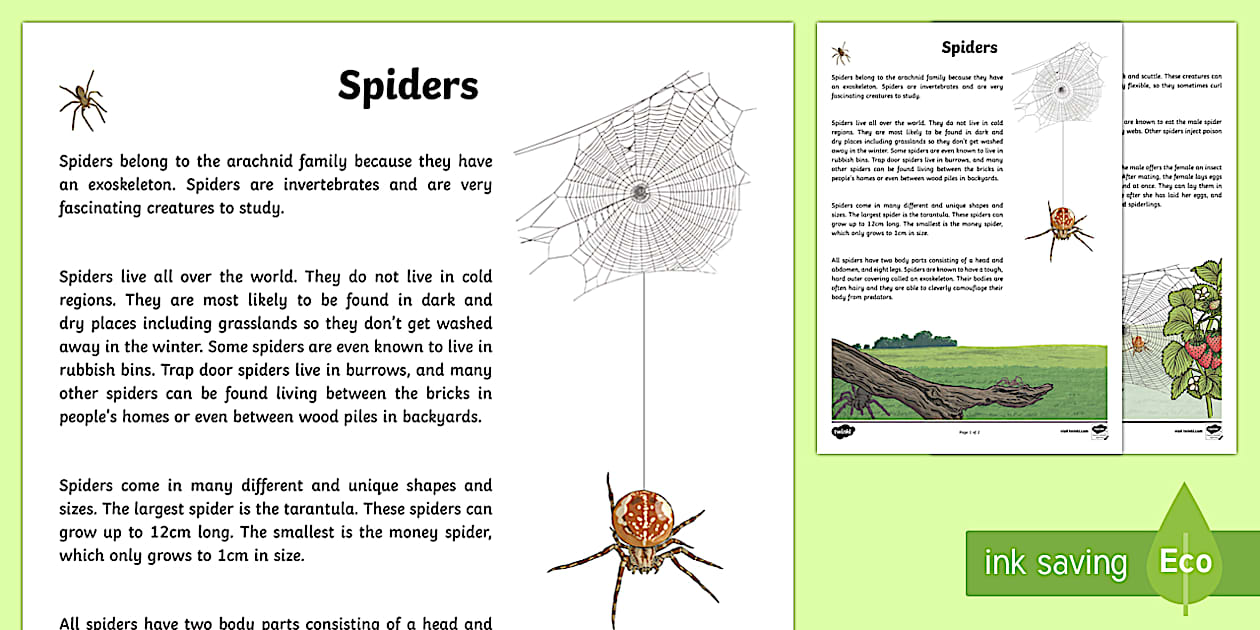 Editable Spiders Information Report Writing Sample - Twinkl