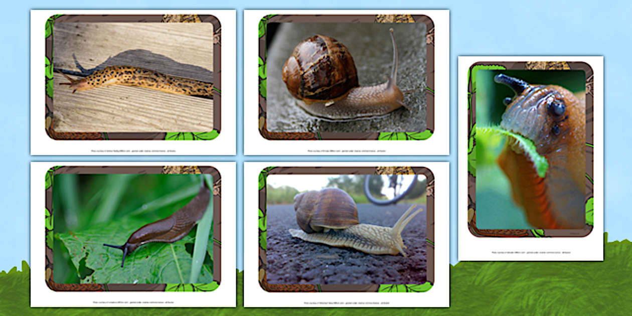 Snail Pictures | Slugs & Snails Photo Pack (teacher made)