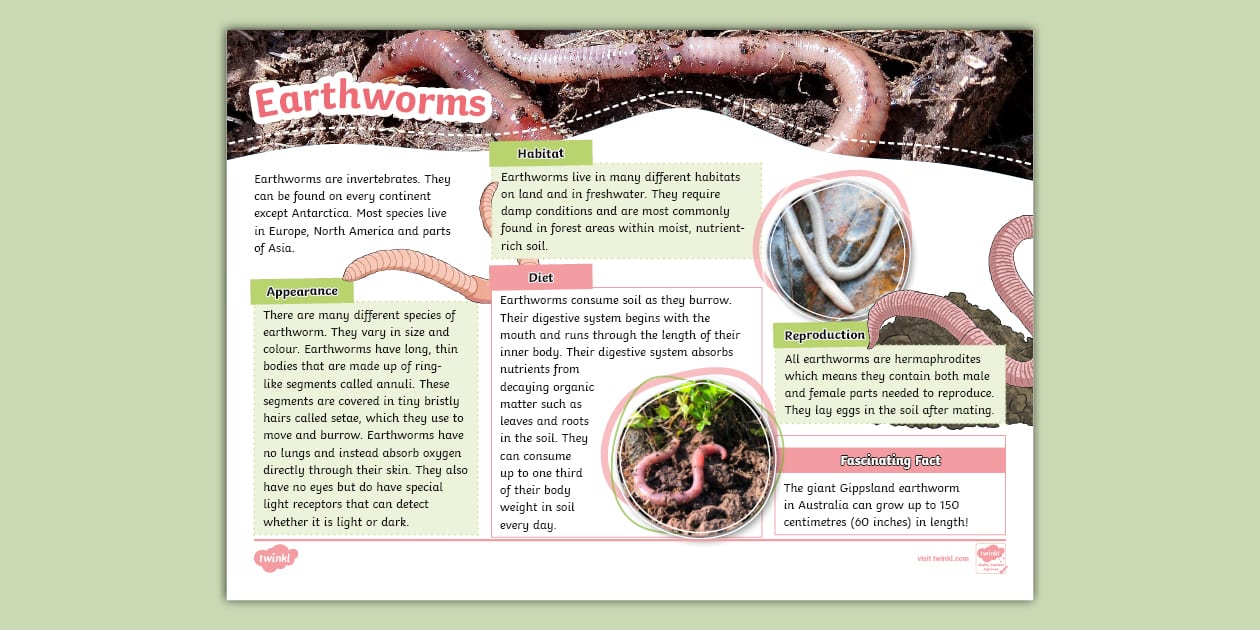 KS2 Earthworms Fact File - Science - Invertebrates - Twinkl