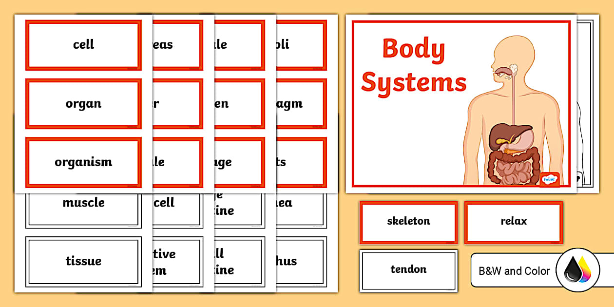 Body Systems Vocabulary Wall for 3rd-5th Grade - Twinkl
