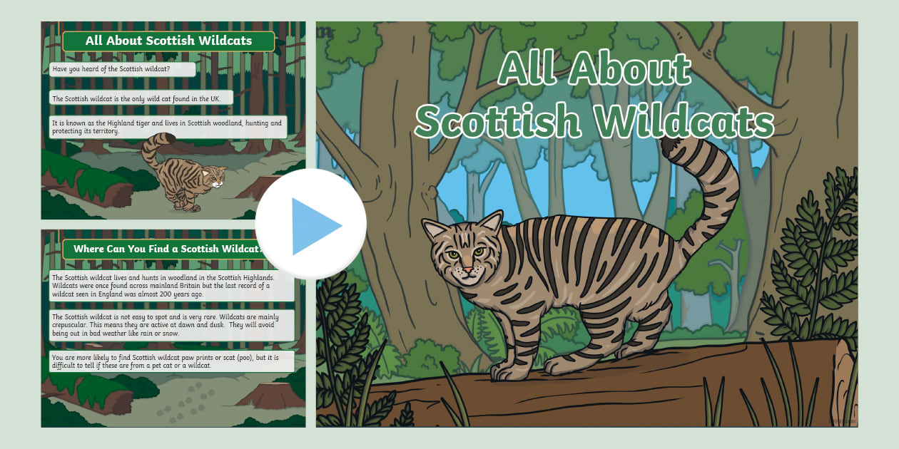 All About Scottish Wildcats PowerPoint (teacher made)