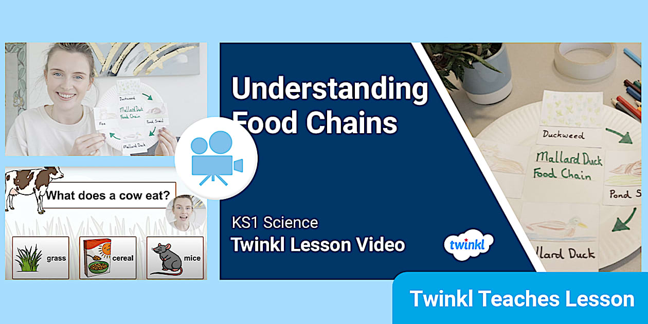KS1 (Ages 5-7) Science Week: Food Chains Video Lesson
