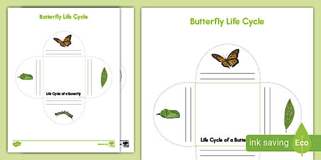 Butterfly Life Cycle Activity for Kids | Twinkl USA - Twinkl