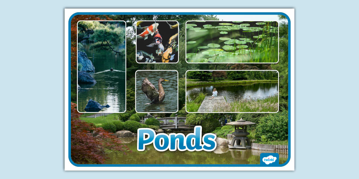 Ponds Photo Display Poster (Hecho por educadores) - Twinkl