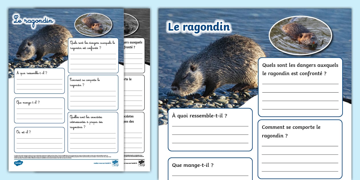 Fiche d'informations : Le ragondin - Twinkl