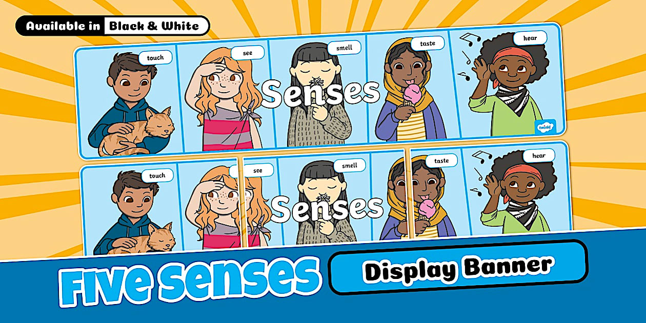Five Senses Display Banner