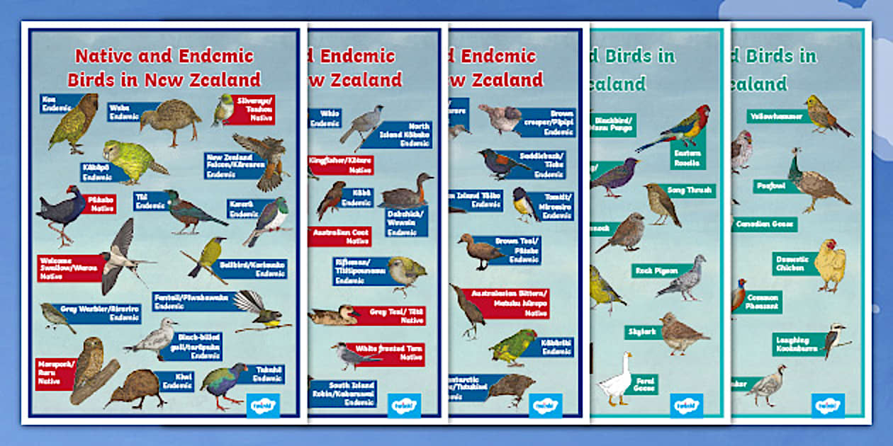 Birds in New Zealand Poster