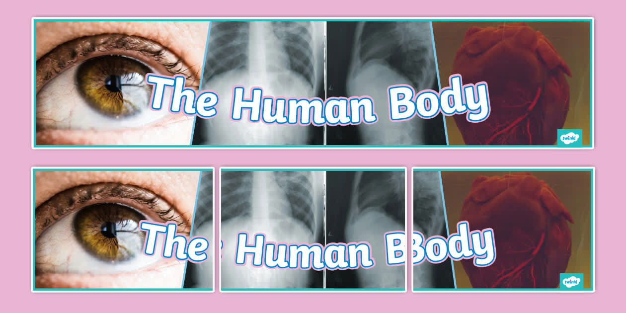 The Human Body Photo Display Banner (Teacher-Made) - Twinkl