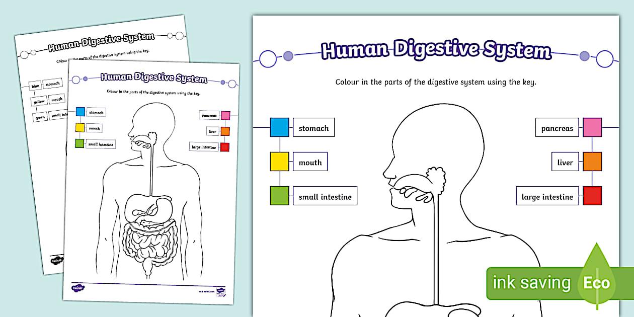 Human Digestive System Colouring Worksheet (teacher made)