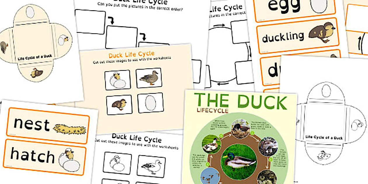 Duck Life Cycle Dyslexic Resource Pack (teacher made)