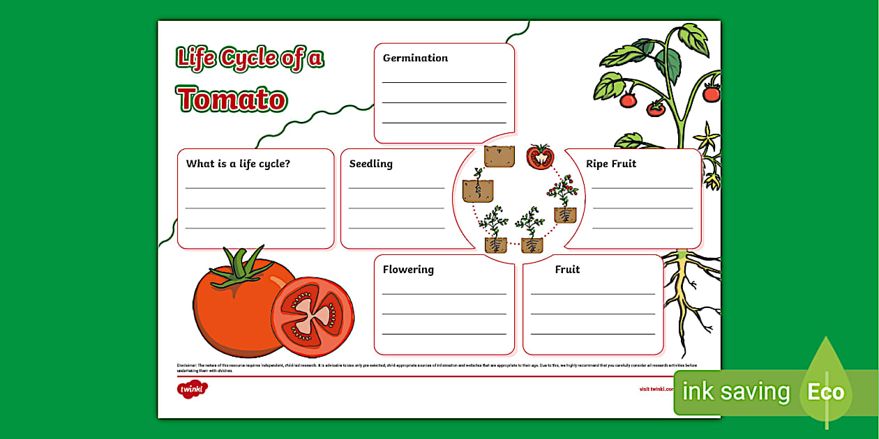 Life Cycle of a Tomato Fact File Template (Teacher-Made)