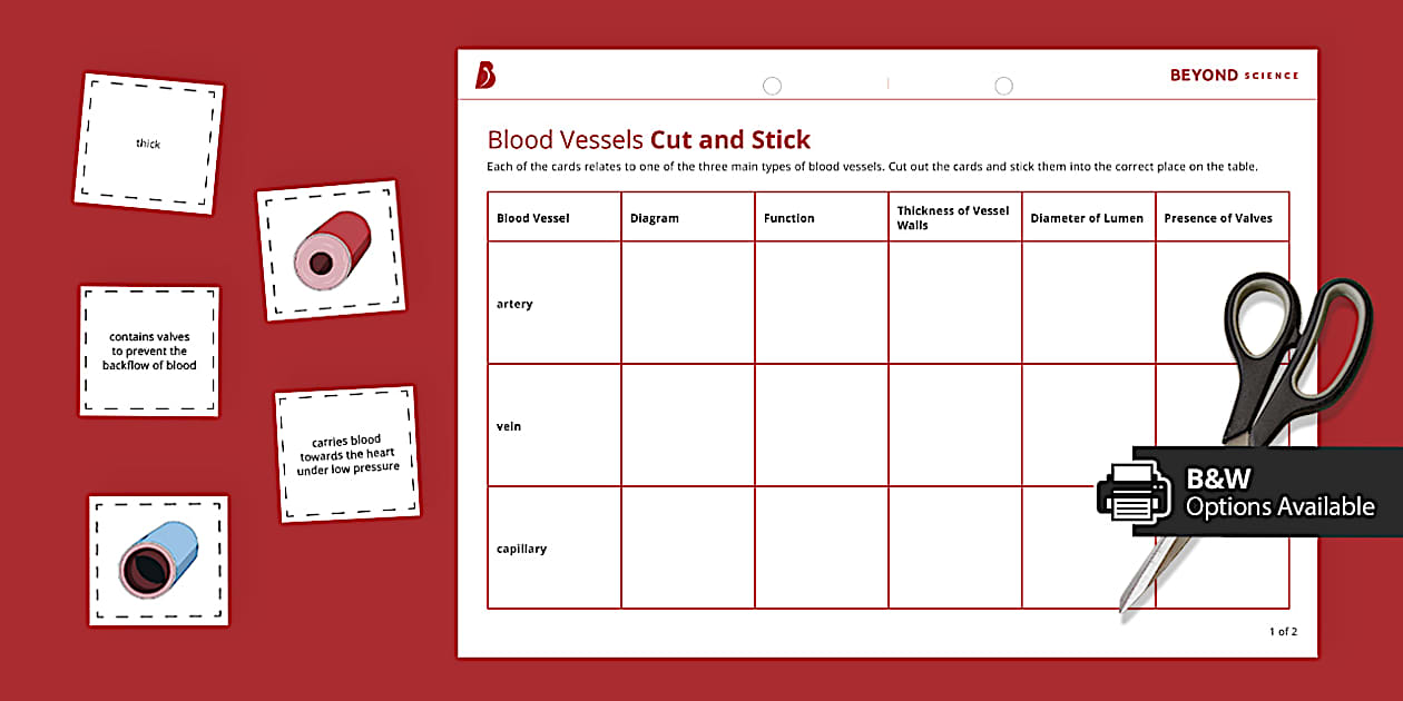 Blood Vessels Cut and Stick | Biology | Beyond Secondary
