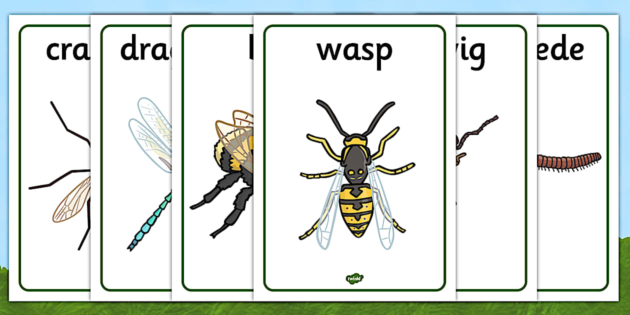 Minibeast Display Posters (teacher made) - Twinkl