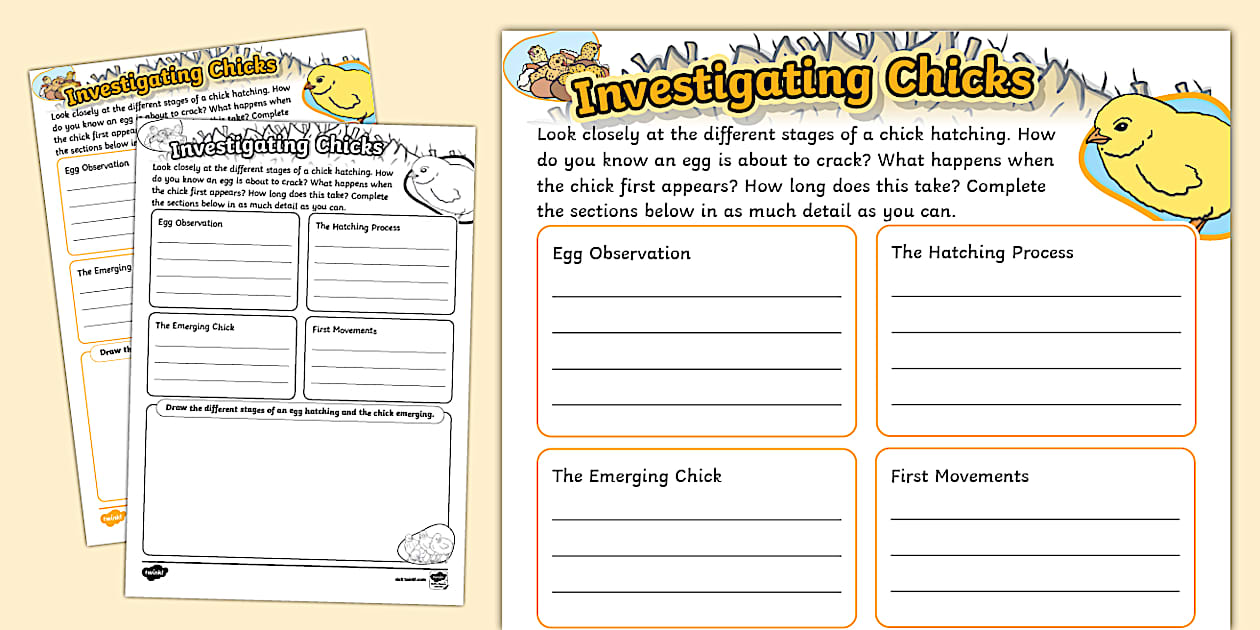 Chick Observation Worksheet (teacher made) - Twinkl