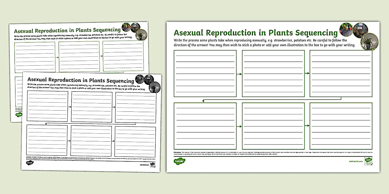 Asexual Reproduction in Plants Sequencing Mind Map - Twinkl