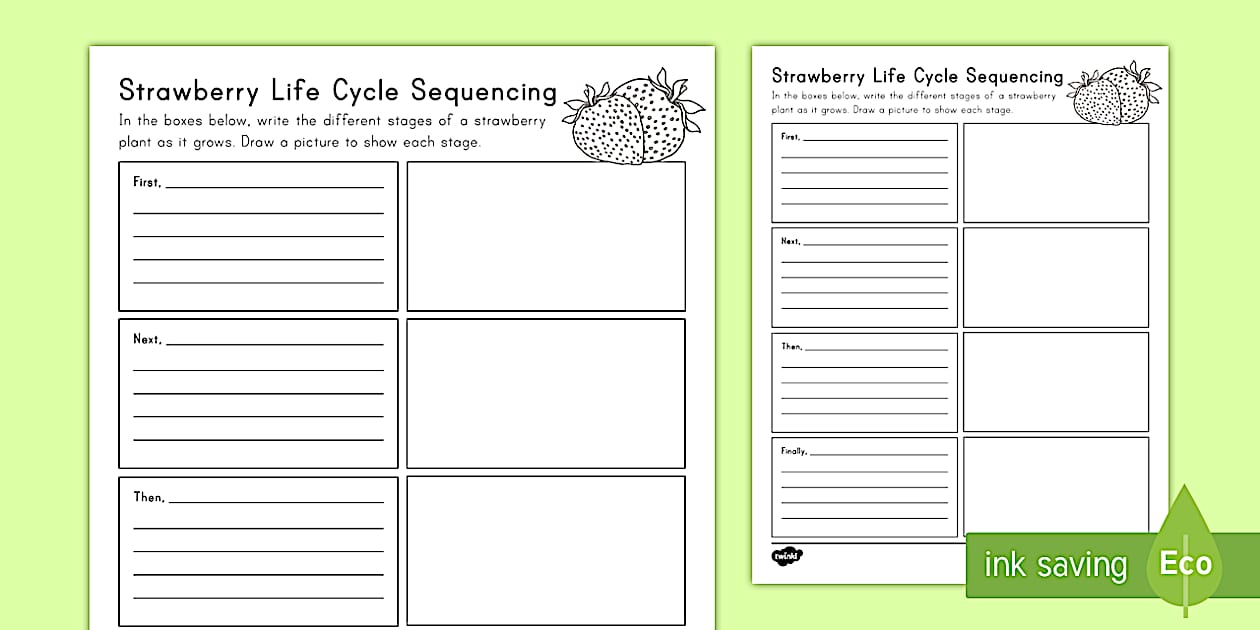 Strawberry Life Cycle Sequencing Worksheet / Worksheet