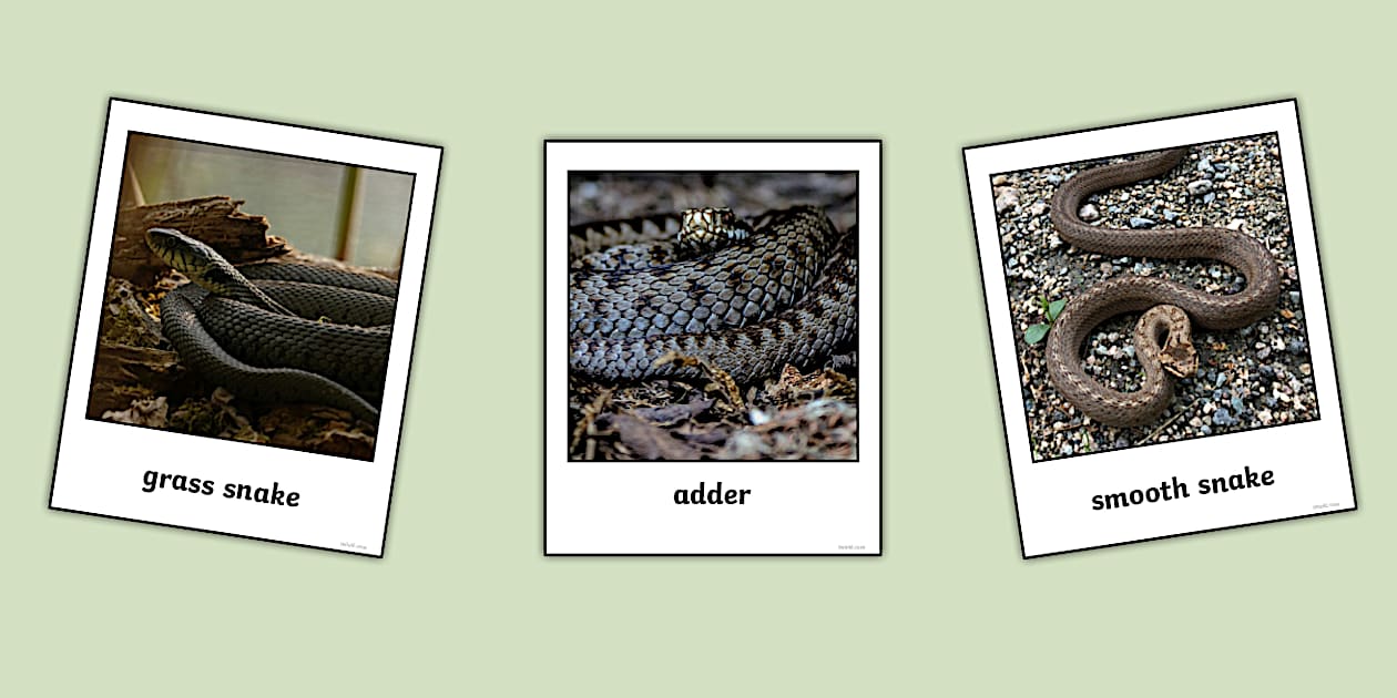 British Snakes Instant Photo Style Display Images - Twinkl