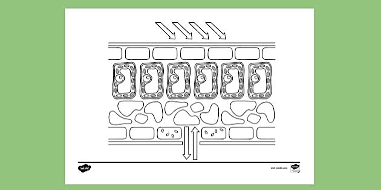 Cross Section Of A Leaf Diagram Colouring | Colouring Sheet