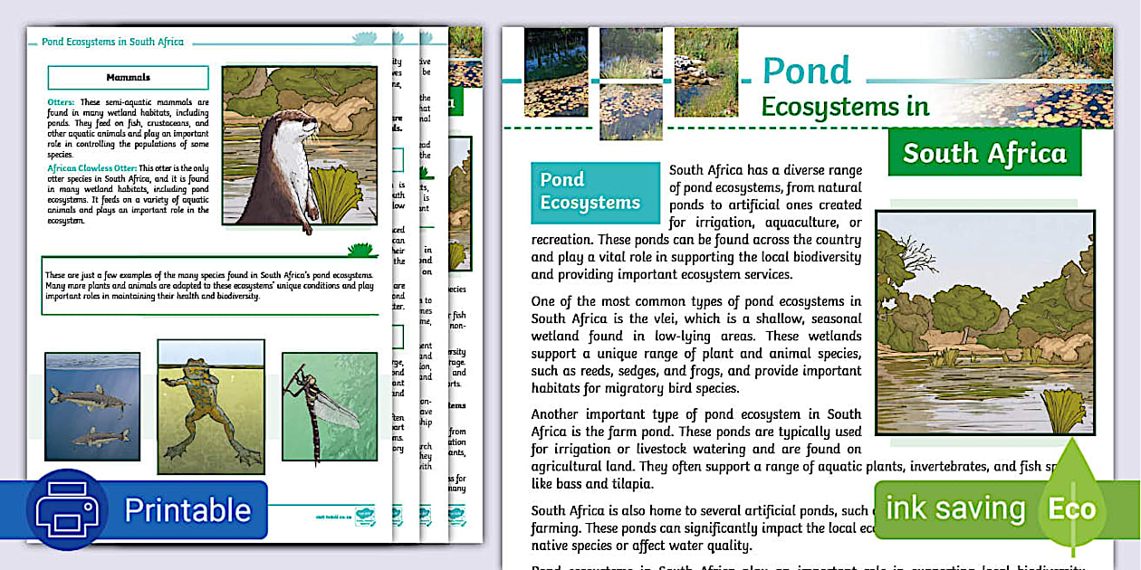 Pond Ecosystems in South Africa (Teacher-Made) - Twinkl