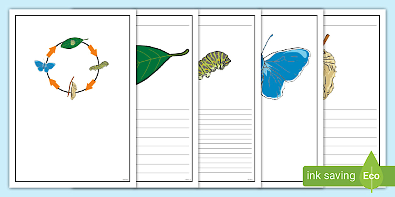 Butterfly Life Cycle Writing Frames (teacher made) - Twinkl