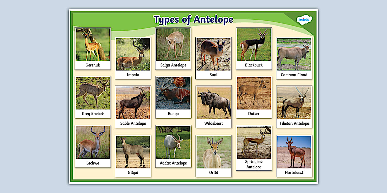 Antelope Family Display Poster (teacher made) - Twinkl