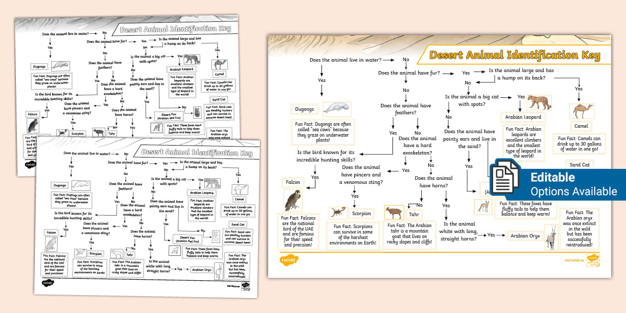 Desert Animal Identification Key Activity Sheet - Twinkl
